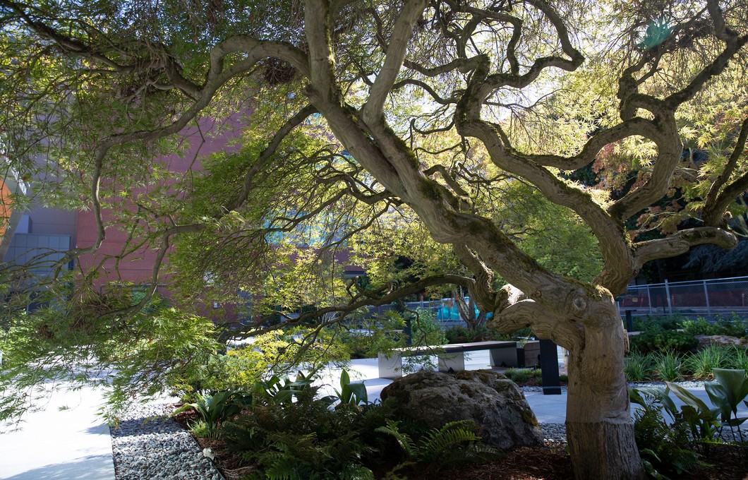 Kubota Legacy | Campus Gardens | Our Campus | Life at Seattle U ...