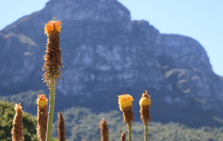 Stellenbosch University - Full Curriculum | Programs | Explore Programs ...
